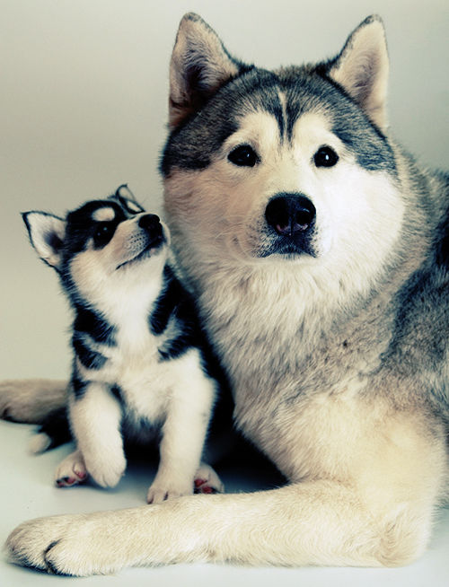 Really Cute Baby Husky Puppies