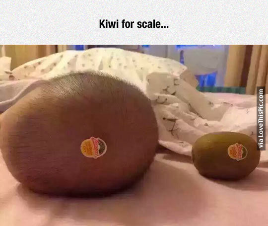 Kiwi For Scale Pictures, Photos, and Images for Facebook, Tumblr ...