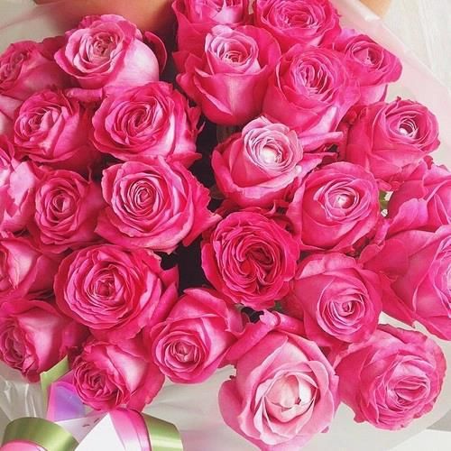 Pink Roses Pictures, Photos, and Images for Facebook, Tumblr, Pinterest ...