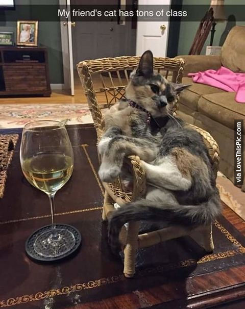 Classy Cat Pictures, Photos, and Images for Facebook, Tumblr, Pinterest ...