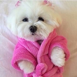 Maltese In Pink Bathrobe Pictures, Photos, and Images for Facebook ...