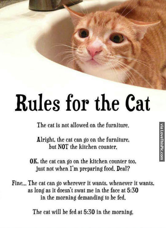 Rules For The Cat Pictures, Photos, and Images for Facebook, Tumblr ...
