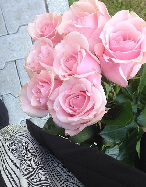 Pink Roses Pictures, Photos, and Images for Facebook, Tumblr, Pinterest ...