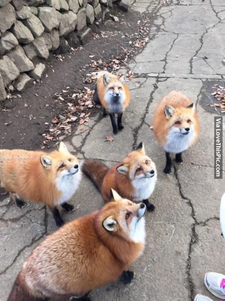 Fat Foxes Pictures, Photos, and Images for Facebook, Tumblr, Pinterest ...