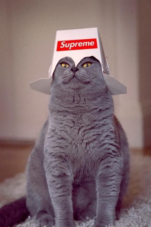 Supreme Cat Pictures, Photos, and Images for Facebook, Tumblr ...