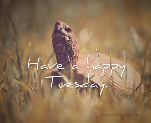 Have A Happy Tuesday Pictures, Photos, and Images for Facebook, Tumblr ...