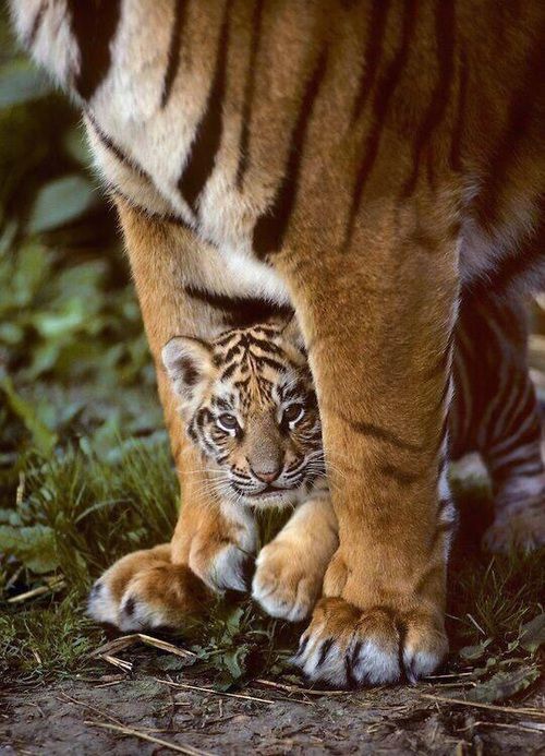Tiger And Tiger Cub Pictures, Photos, and Images for Facebook, Tumblr ...