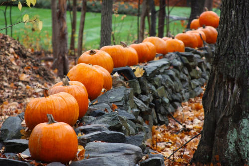 Pumpkin Path Pictures, Photos, and Images for Facebook, Tumblr ...