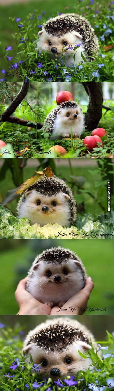 Happy Hedgehog Pictures, Photos, and Images for Facebook, Tumblr ...