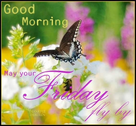 Good Morning May Your Friday Fly By Pictures, Photos, and Images for ...