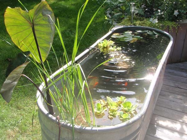 Backyard Cattle Trough Fish Pond Pictures, Photos, and Images for ...
