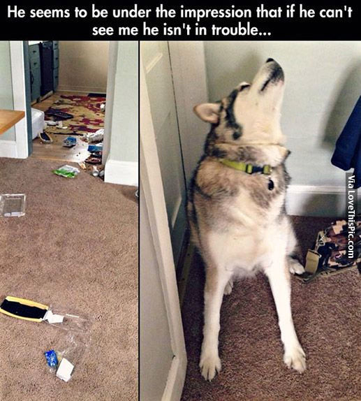 Sorry Master, I Don’t Know What You’re Talking About. Pictures, Photos ...