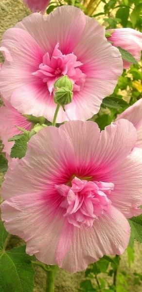 Pink Hollyhocks Pictures, Photos, and Images for Facebook, Tumblr ...