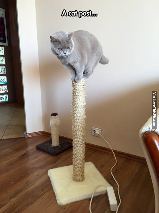 A Cat Post Pictures, Photos, and Images for Facebook, Tumblr, Pinterest ...