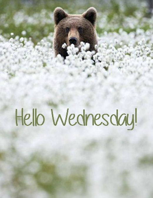 Hello Wednesday Pictures, Photos, and Images for Facebook, Tumblr ...