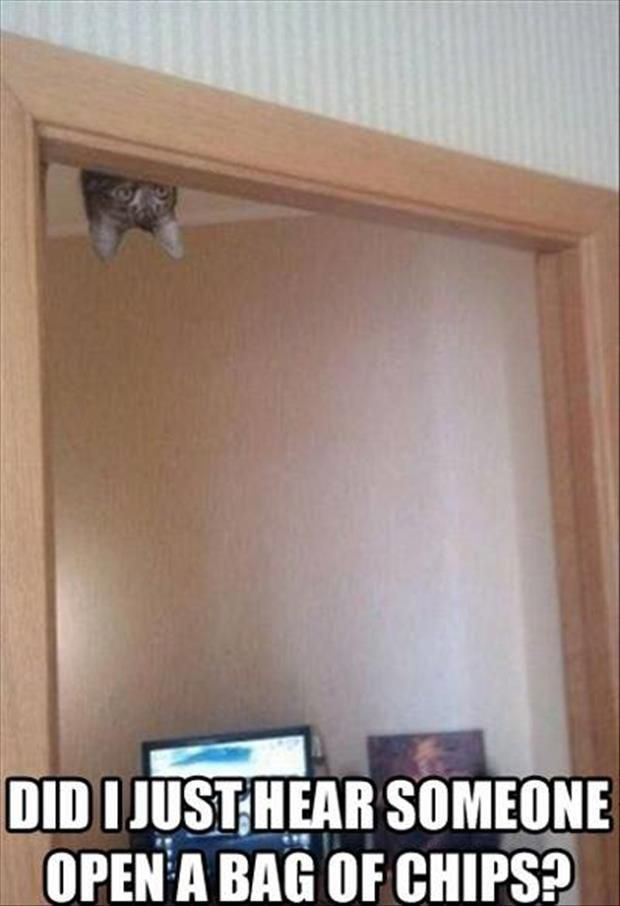 Did I Just Hear Someone Open A Bag Of Chips? Pictures, Photos, and ...