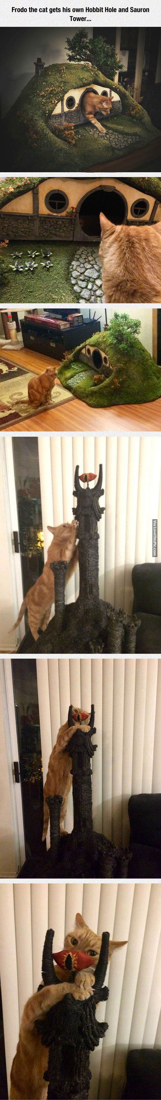 Frodo The Cat Pictures, Photos, and Images for Facebook, Tumblr ...