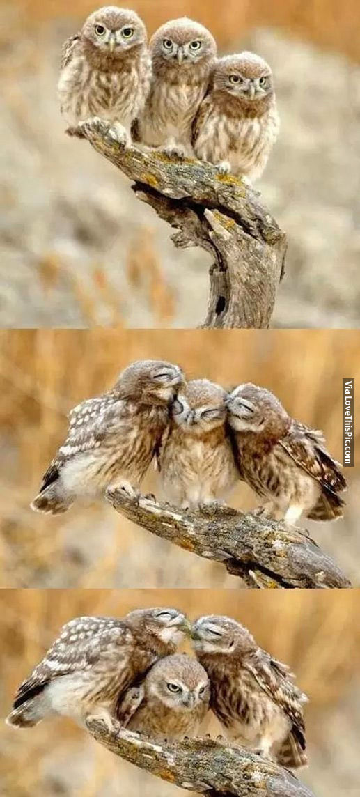 Forever A Third Wheel Pictures, Photos, and Images for Facebook, Tumblr ...