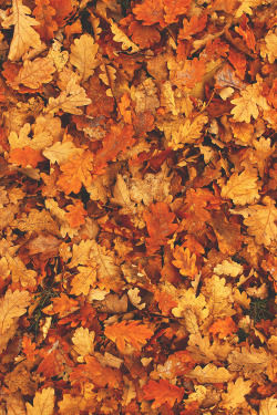 Leaves Of The Fall Pictures, Photos, and Images for Facebook, Tumblr ...