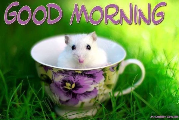 Good Morning Mouse In A Teacup Pictures, Photos, and Images for ...