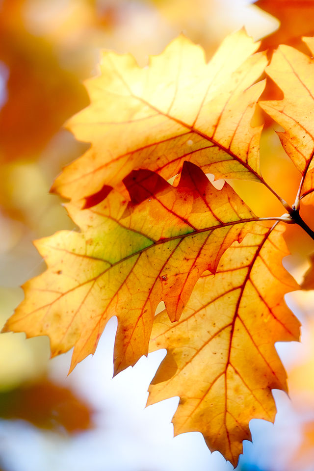 Leaves Of The Fall Pictures, Photos, and Images for Facebook, Tumblr ...