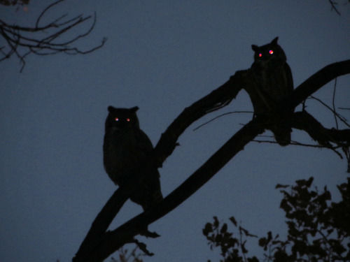 Owls In The Night Pictures, Photos, and Images for Facebook, Tumblr ...
