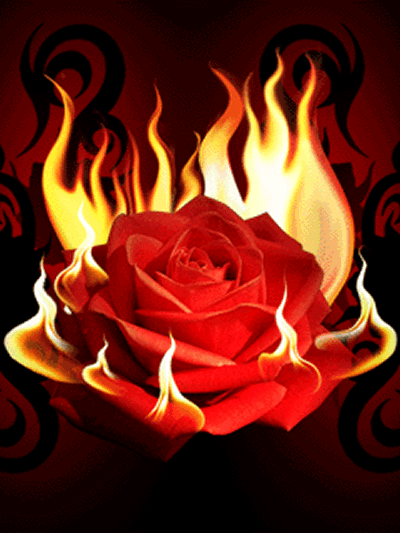 Flaming Red Rose Pictures, Photos, and Images for Facebook, Tumblr ...