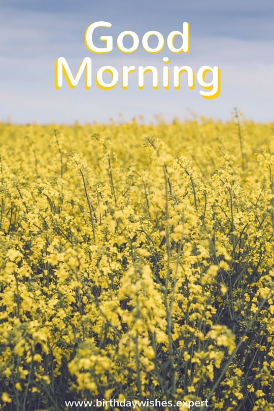 Beautiful Good Morning Flower Field Pictures, Photos, and Images for ...