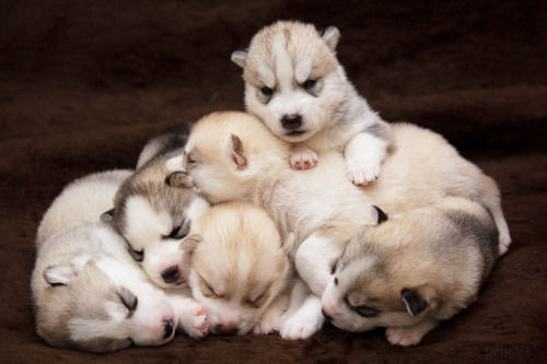 Puppy Pile Pictures, Photos, and Images for Facebook, Tumblr, Pinterest ...