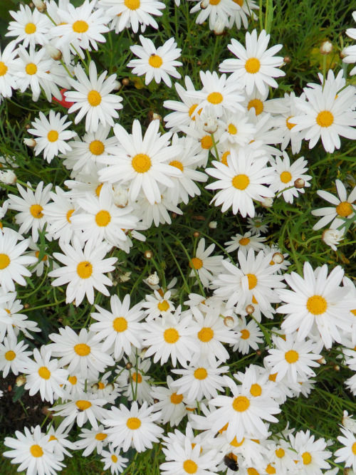 Daisies Pictures, Photos, and Images for Facebook, Tumblr, Pinterest ...