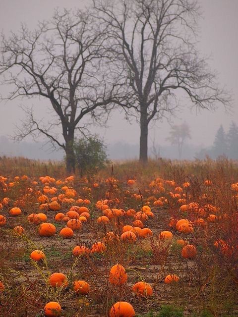 Pumpkin Patch Pictures, Photos, and Images for Facebook, Tumblr ...