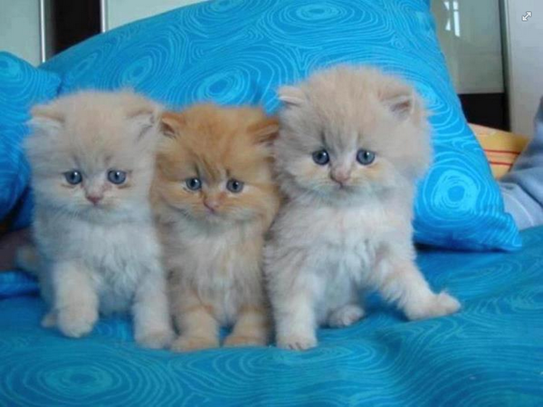 Three Kittens Pictures, Photos, and Images for Facebook, Tumblr ...