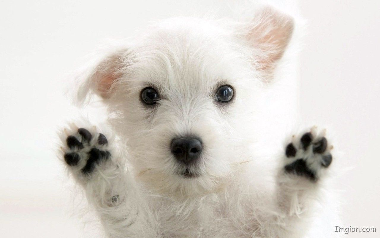 Puppy Says Hello Pictures, Photos, and Images for Facebook, Tumblr ...