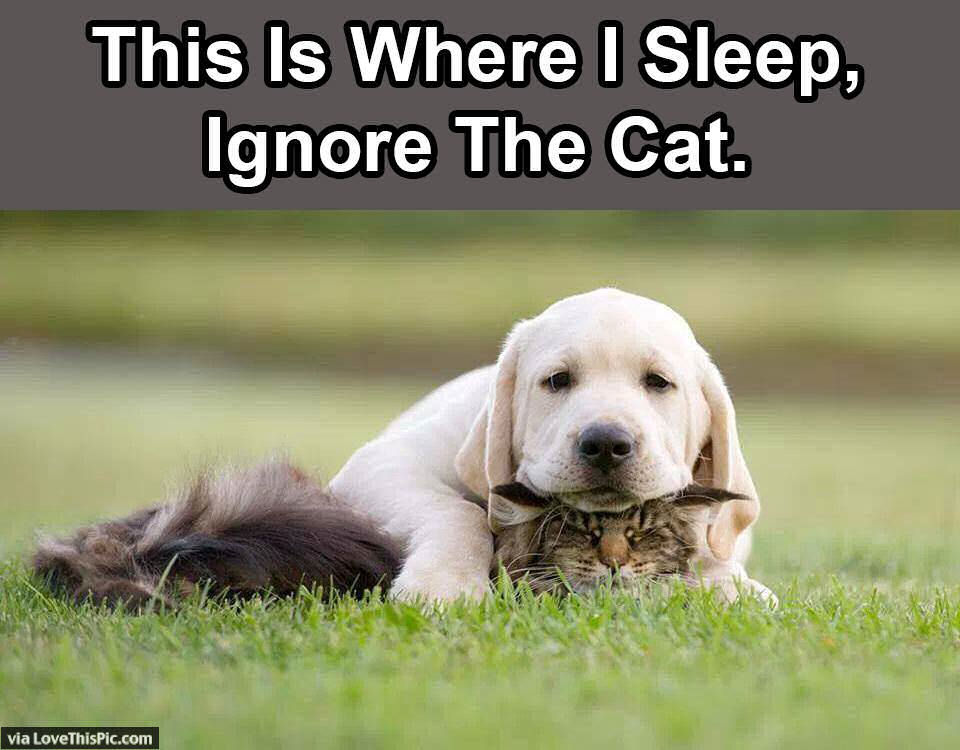 This Is Where I Sleep Ignore The Cat Pictures, Photos, and Images for ...