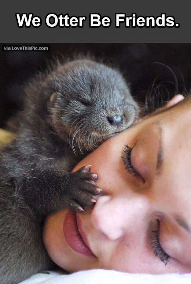 We Otter Be Friends Pictures, Photos, and Images for Facebook, Tumblr ...