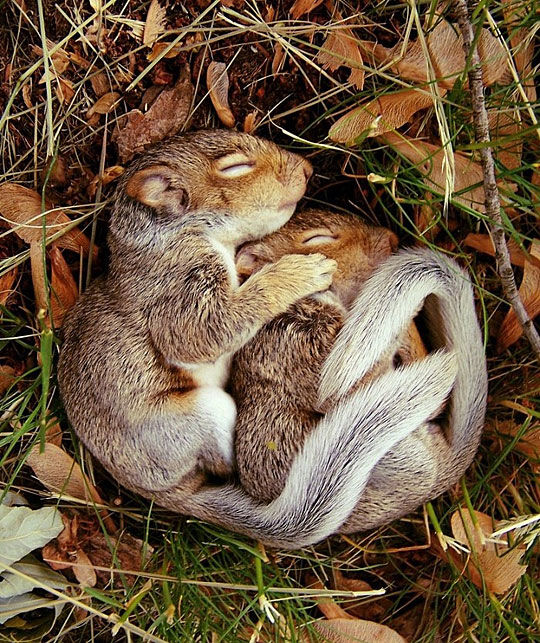 Cuddling Squirrells Pictures, Photos, and Images for Facebook, Tumblr ...