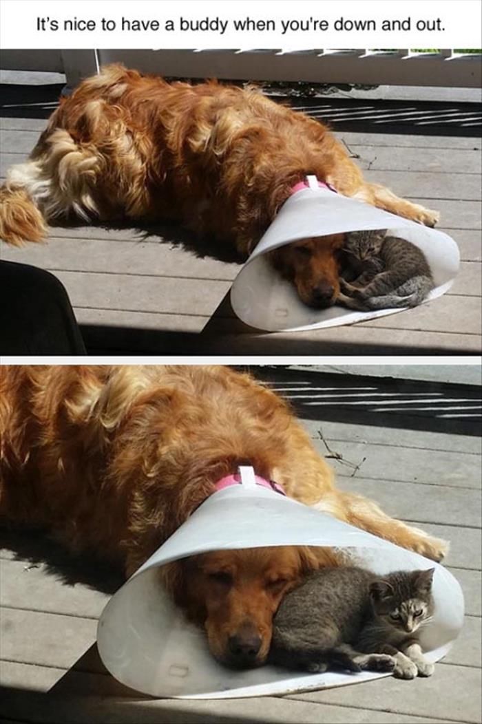 Its Nice To Have A Buddy When Your Down And Out Pictures, Photos, and ...