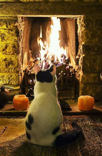Cat Enjoying The Fire Pictures, Photos, and Images for Facebook, Tumblr ...