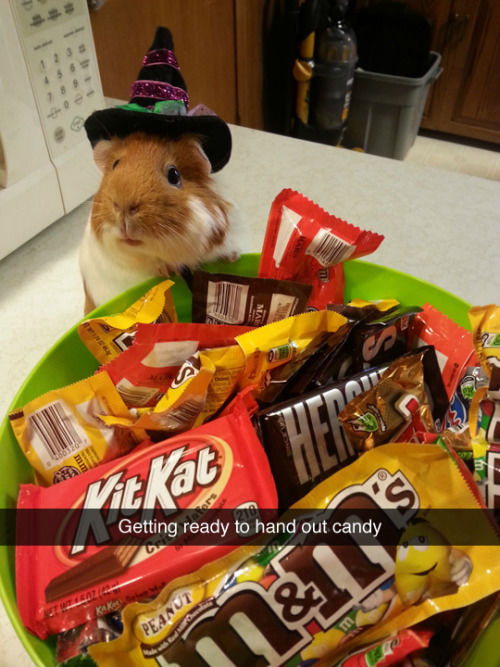 Getting Ready To Hand Out Candy Pictures, Photos, and Images for ...