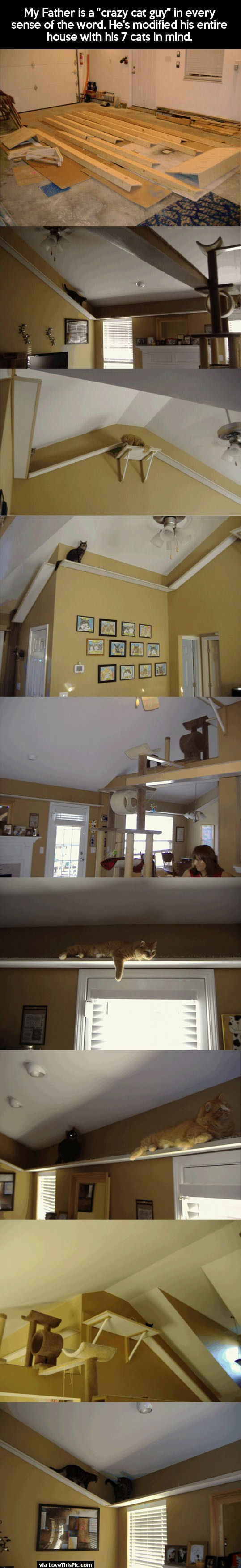 Crazy Cat Guy Pictures, Photos, and Images for Facebook, Tumblr ...