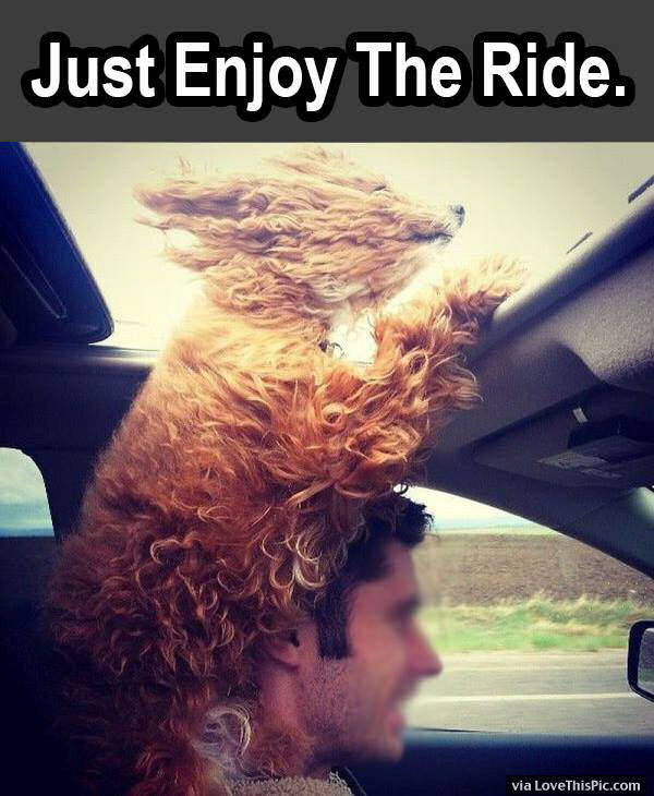 Dog Enjoying The Ride Pictures, Photos, and Images for Facebook, Tumblr ...