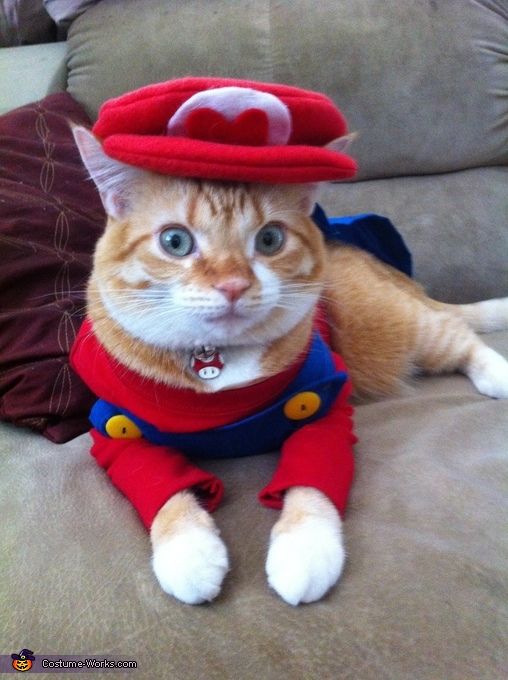 Super Mario Cat Pictures, Photos, and Images for Facebook, Tumblr ...
