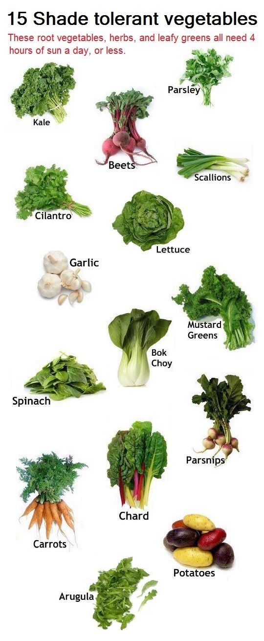 15 Shade Tolerant Vegetables Pictures, Photos, and Images for Facebook ...