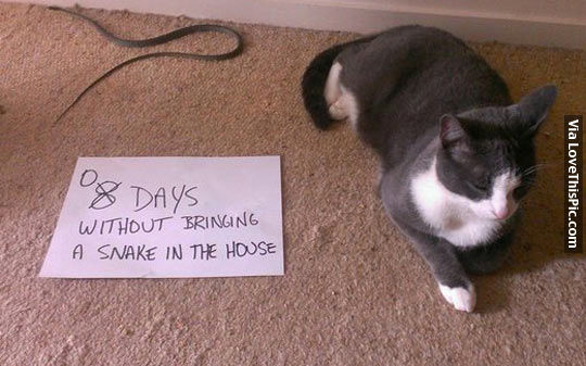 Snake Hunter Pictures, Photos, and Images for Facebook, Tumblr ...