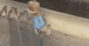 How To Mark Your Territory Like A Boss Pictures, Photos, and Images for ...