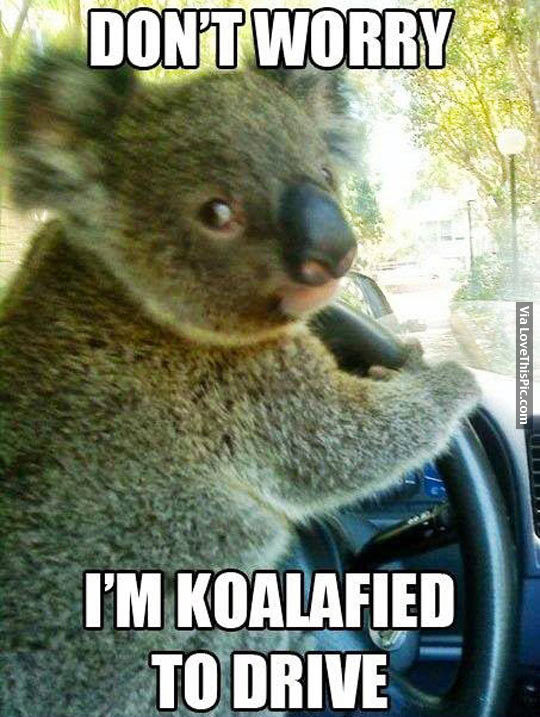 I'm Koalafied To Drive Pictures, Photos, and Images for Facebook ...