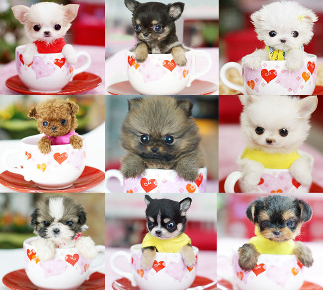 Cups Of Pups Pictures, Photos, and Images for Facebook, Tumblr ...
