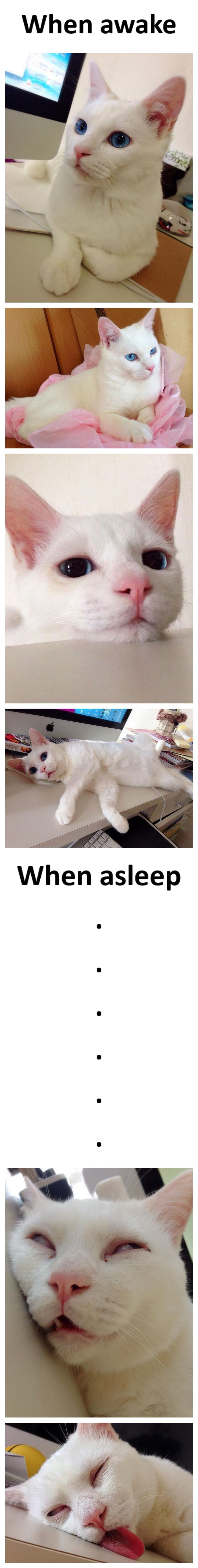 Cat Awake Vs Cat Asleep Pictures, Photos, and Images for Facebook ...