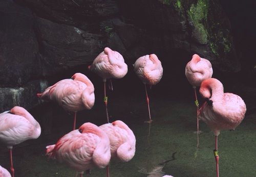 Pink Flamingos Pictures, Photos, and Images for Facebook, Tumblr ...