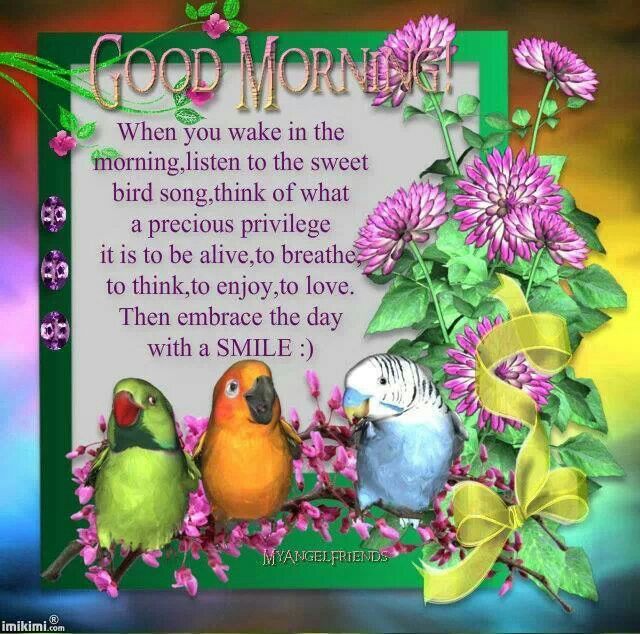 Good Morning Birds Pictures, Photos, and Images for Facebook, Tumblr ...